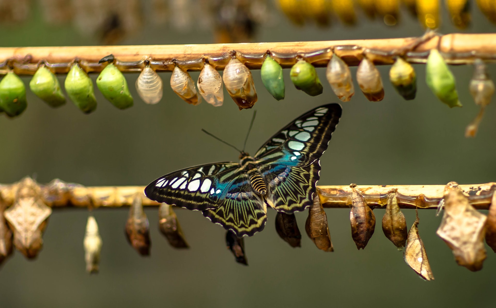 How To Convert An Array To String In JavaScript with Comma And Without 