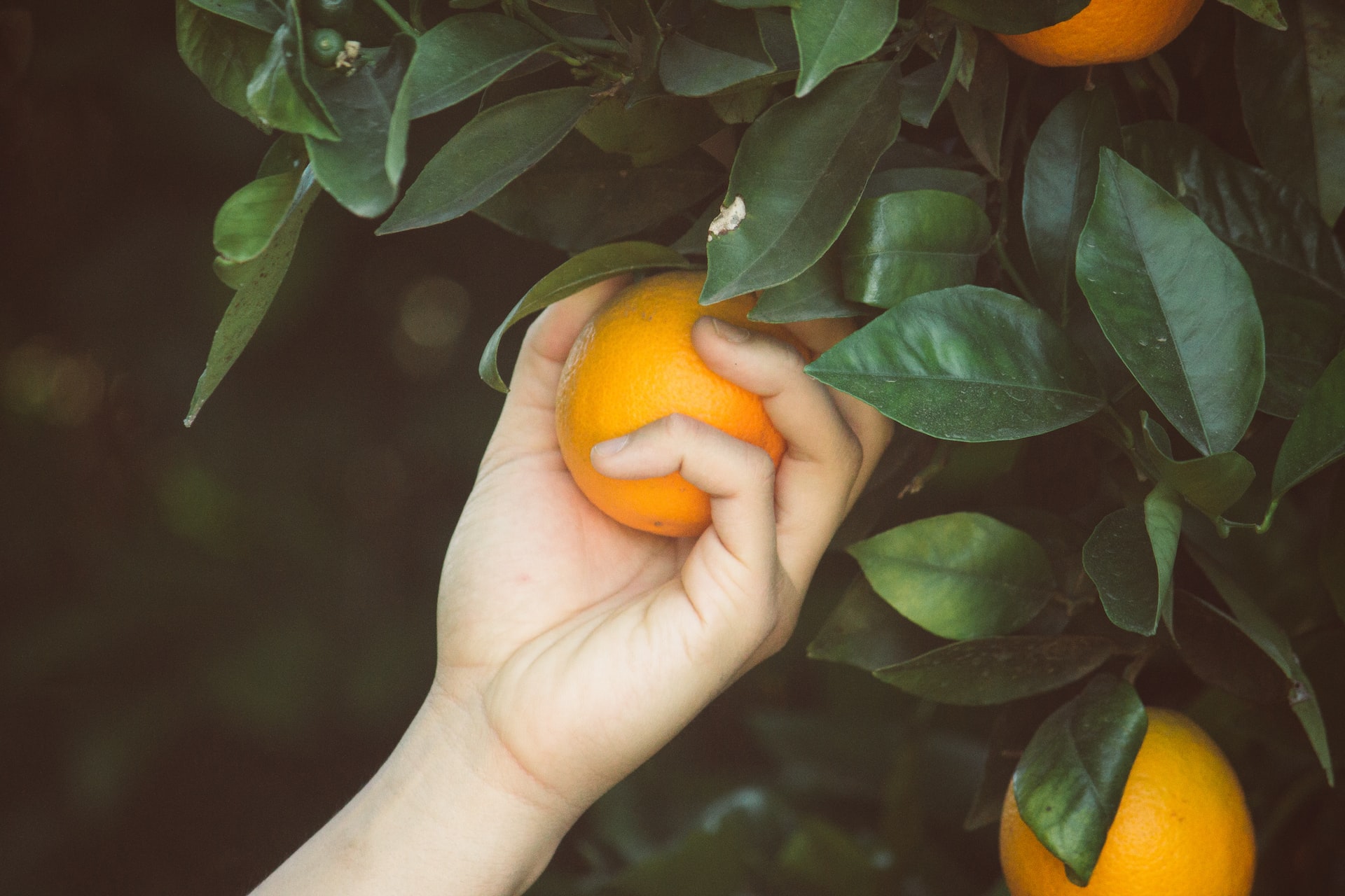 How To Remove A Specific Item From An Array In JavaScript CodingDeft